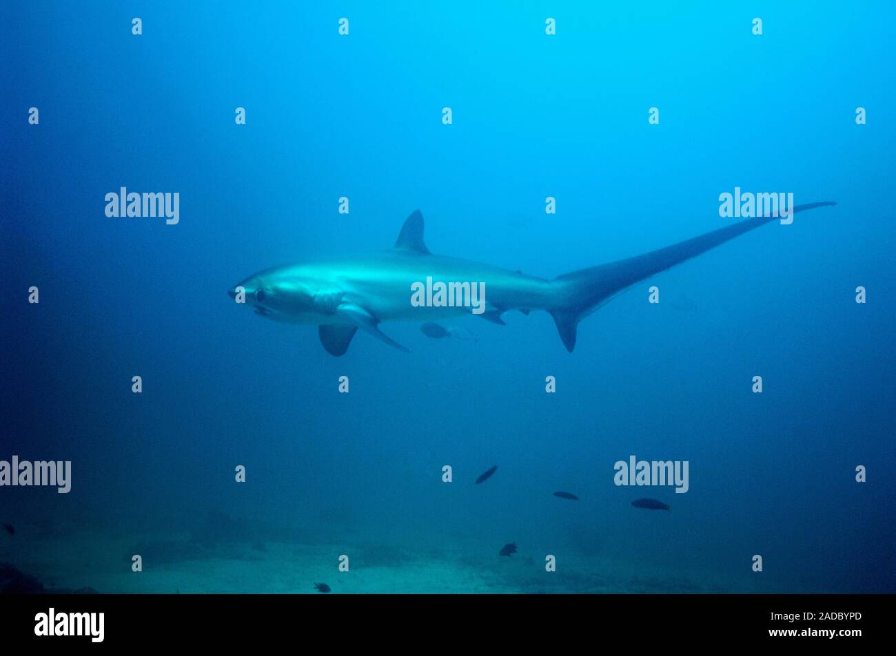 Pelagic thresher shark (Alopias pelagicus) swimming over the seabed and ...