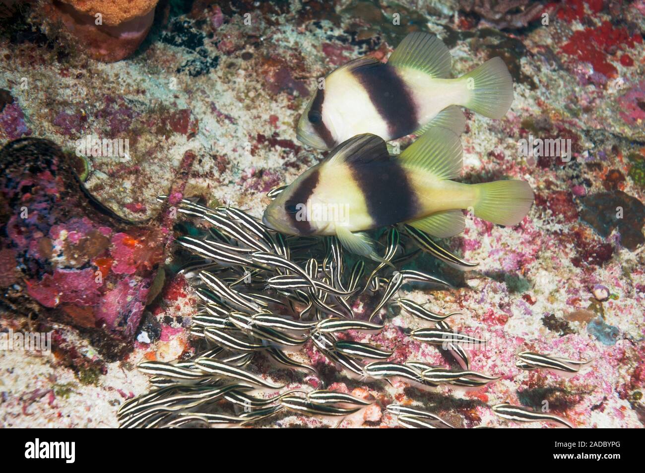 Two-banded soapfish (Diploprion bifasciatum) feeding with a school of ...