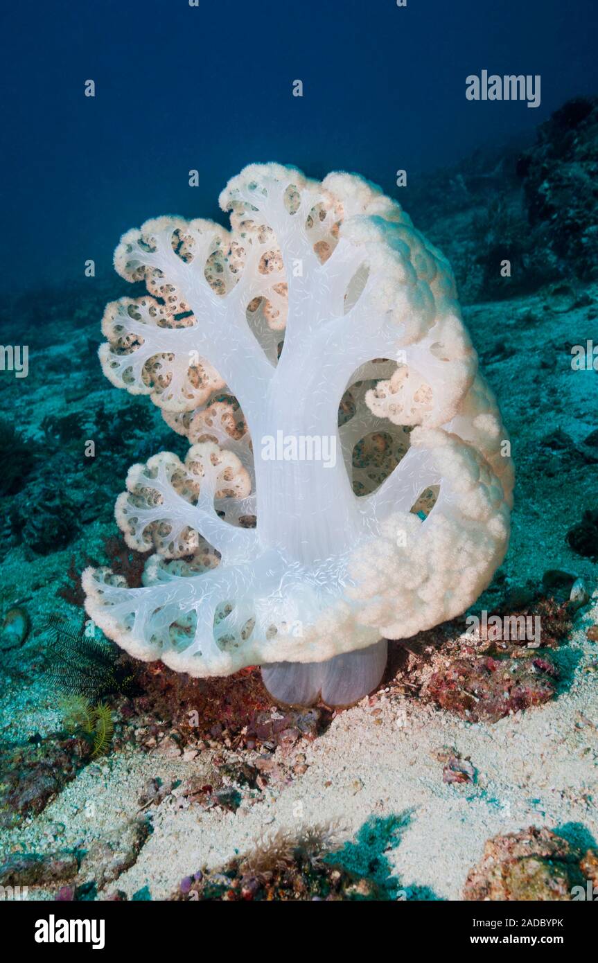 Dendronephthya soft coral. Photographed off the island of Malapascua in ...