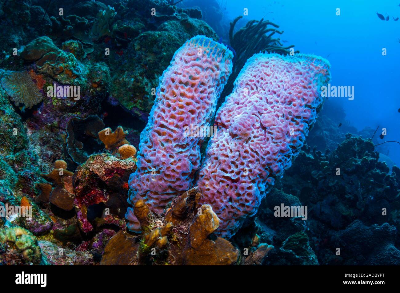 Azure vase sponge (Callyspongia plicifera). Photographed in the ...