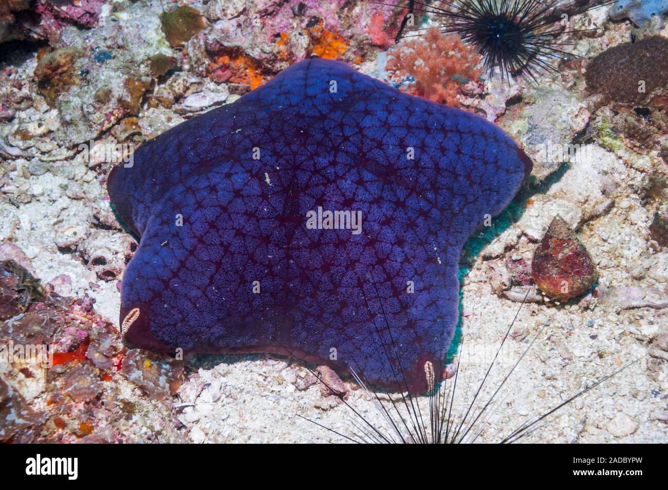 Halityle cushion starfish (Halityle regularis). Photographed off the ...