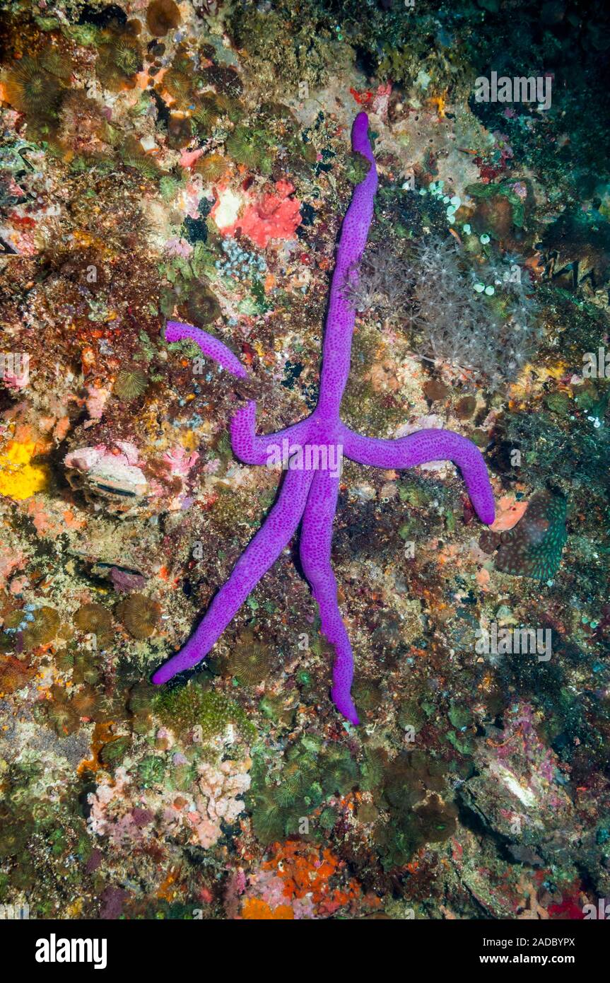 Blue starfish (Linckia laevigata). Photographed off the island of ...