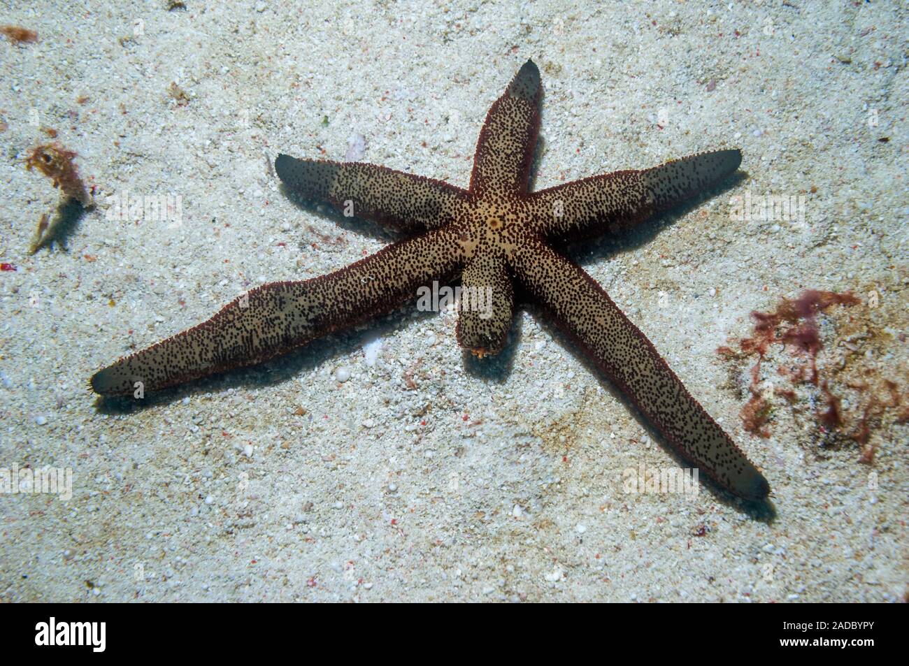 Luzon starfish (Echinaster luzonicus). Photographed off the island of ...
