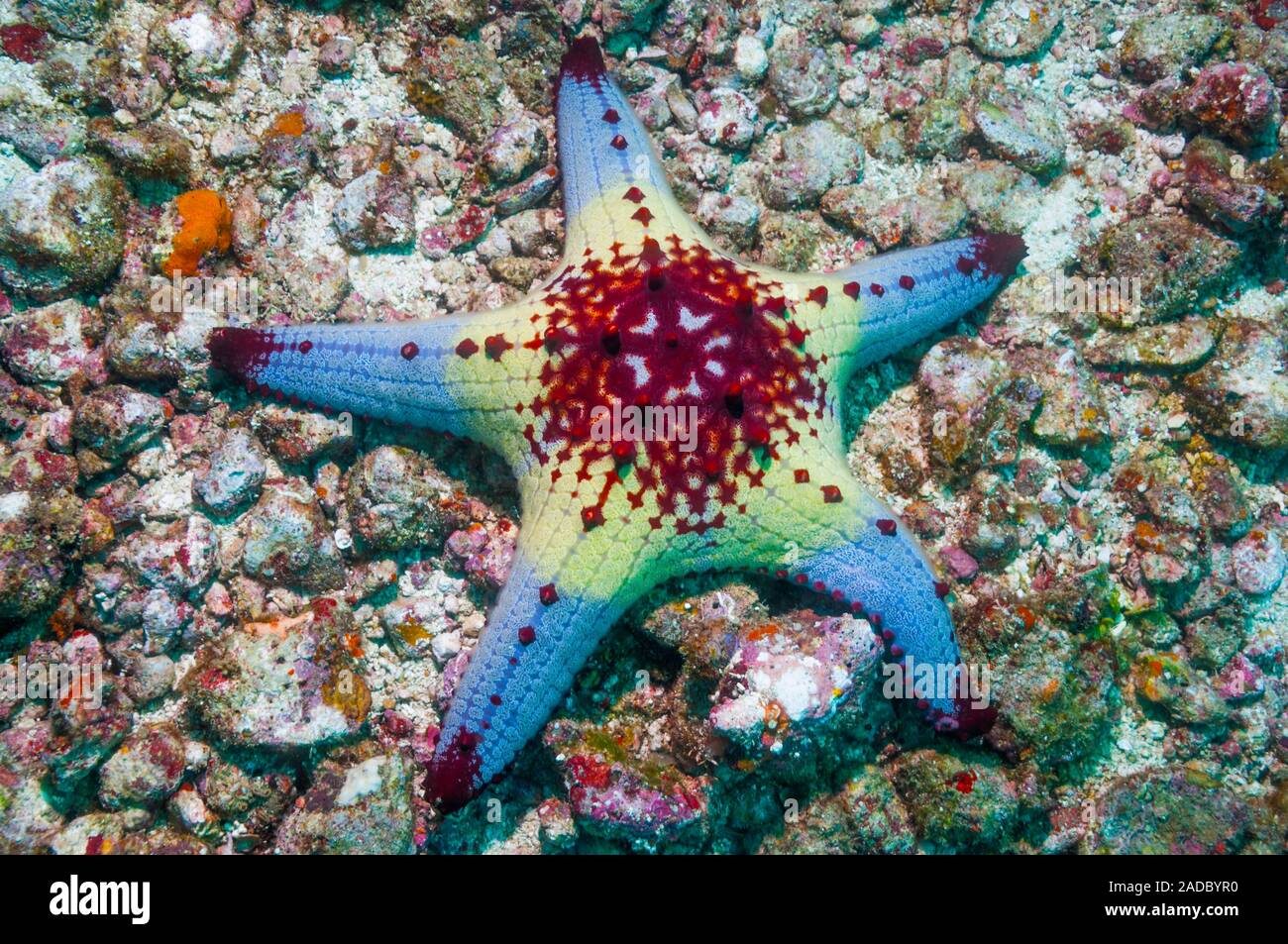 Pentaceraster cushion starfish (Pentaceraster alveolatus). Photographed off the island of ...