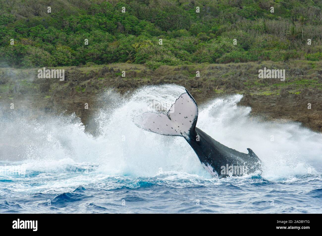Humpback whale (Megaptera novaeangliae) lobtailing. This behaviour is ...