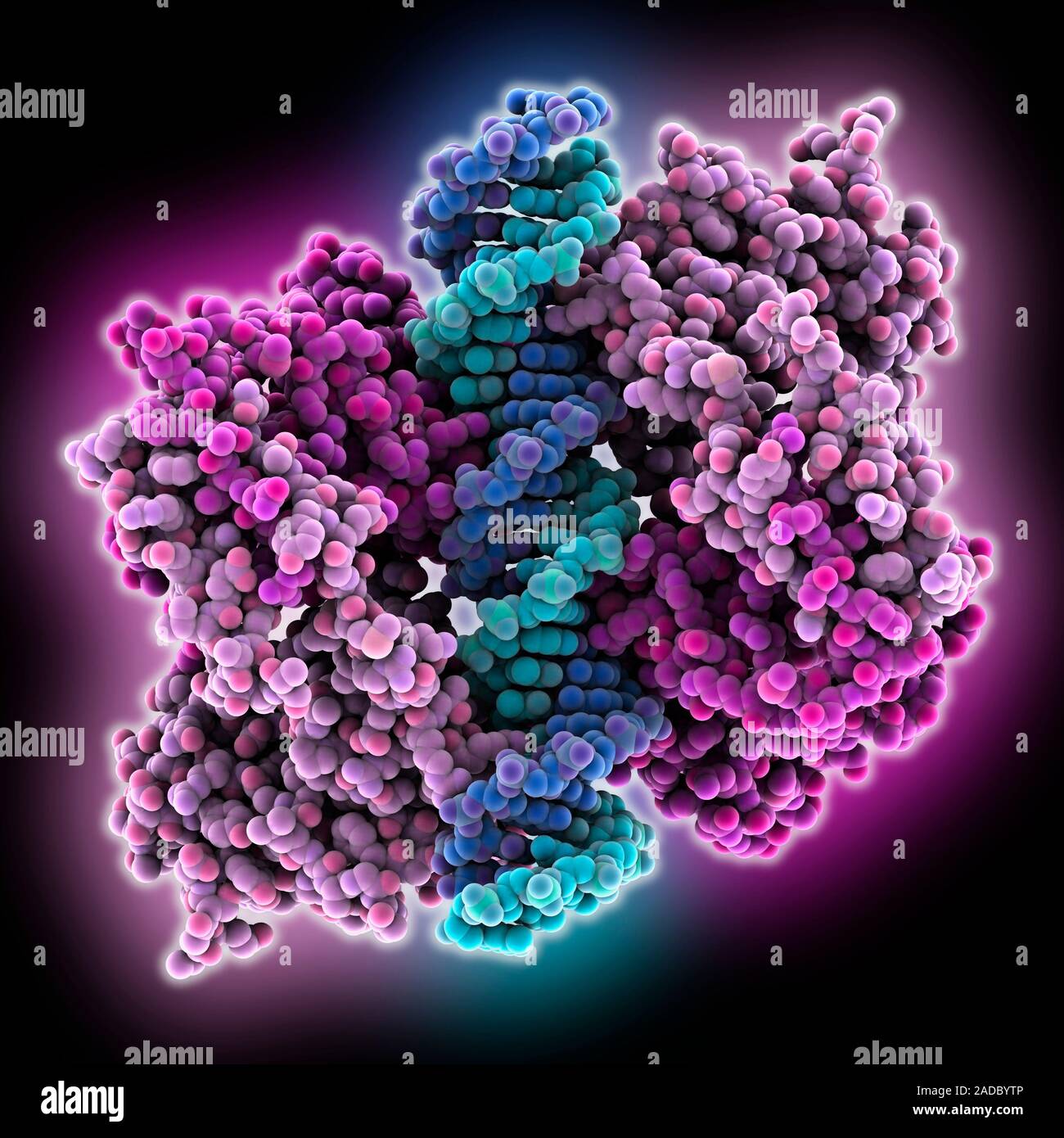 Engineered tumor suppressor p53 DNA (deoxyribonucleic acid) complex ...