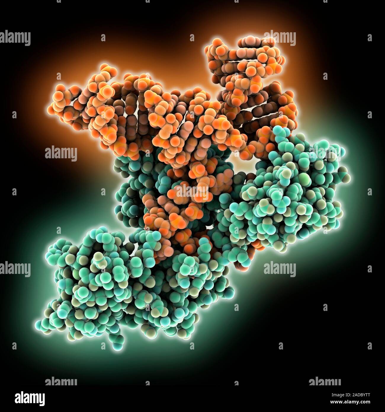 Splicing factor complexed with snRNA (small nuclear ribonucleic acid ...