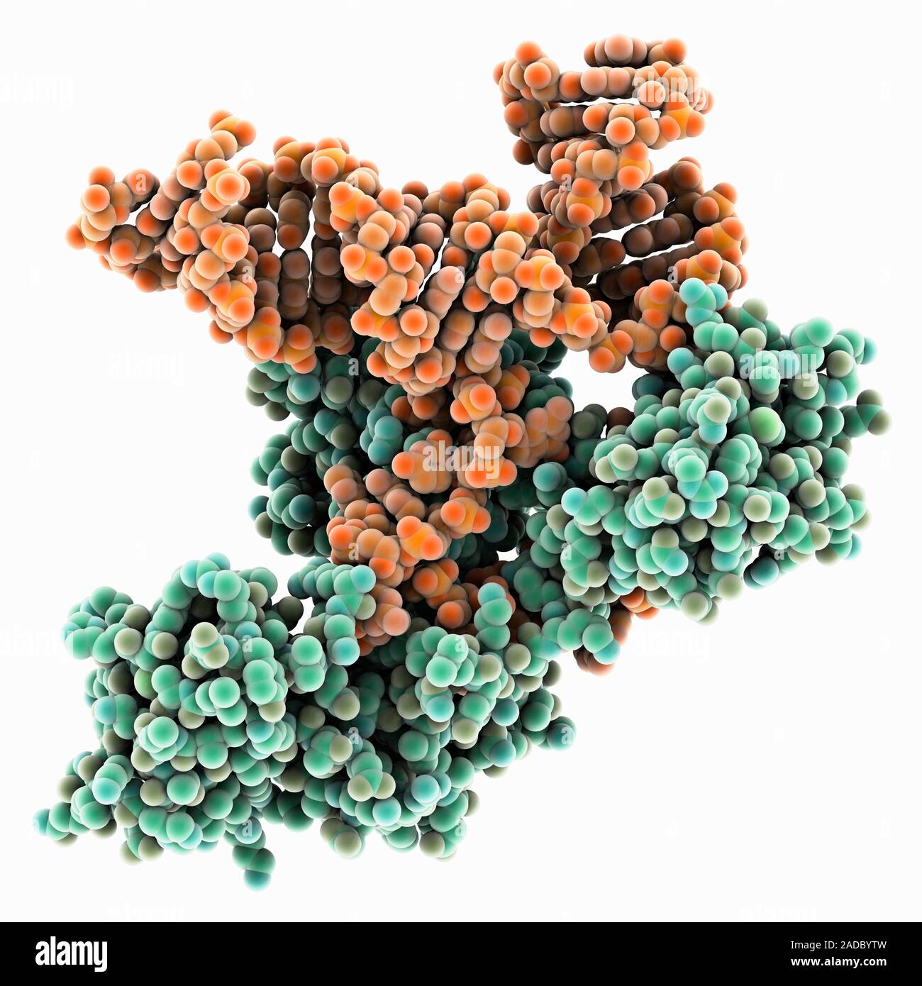 Splicing factor complexed with snRNA (small nuclear ribonucleic acid ...
