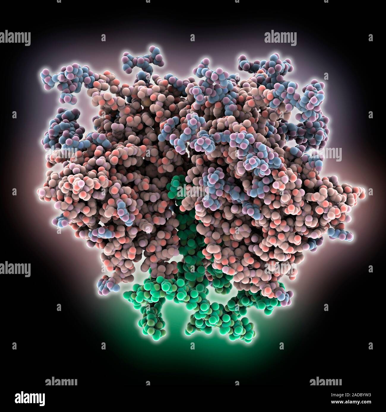 HIV (human immunodeficiency virus) envelope glycoproteins. Computer ...