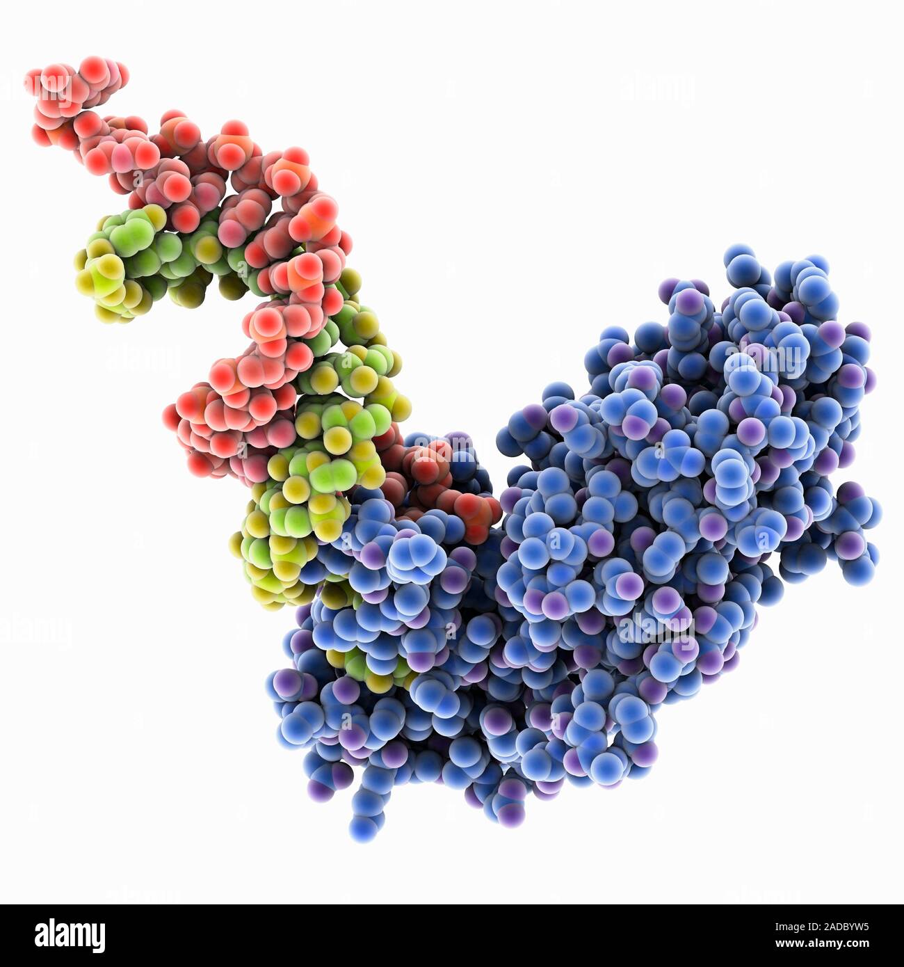 Endoribonuclease Dicer siRNA (small interfering ribonucleic acid ...