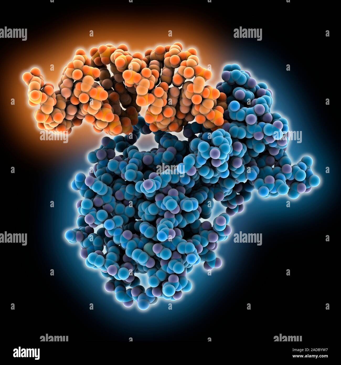 Endoribonuclease Dicer siRNA (small interfering ribonucleic acid ...