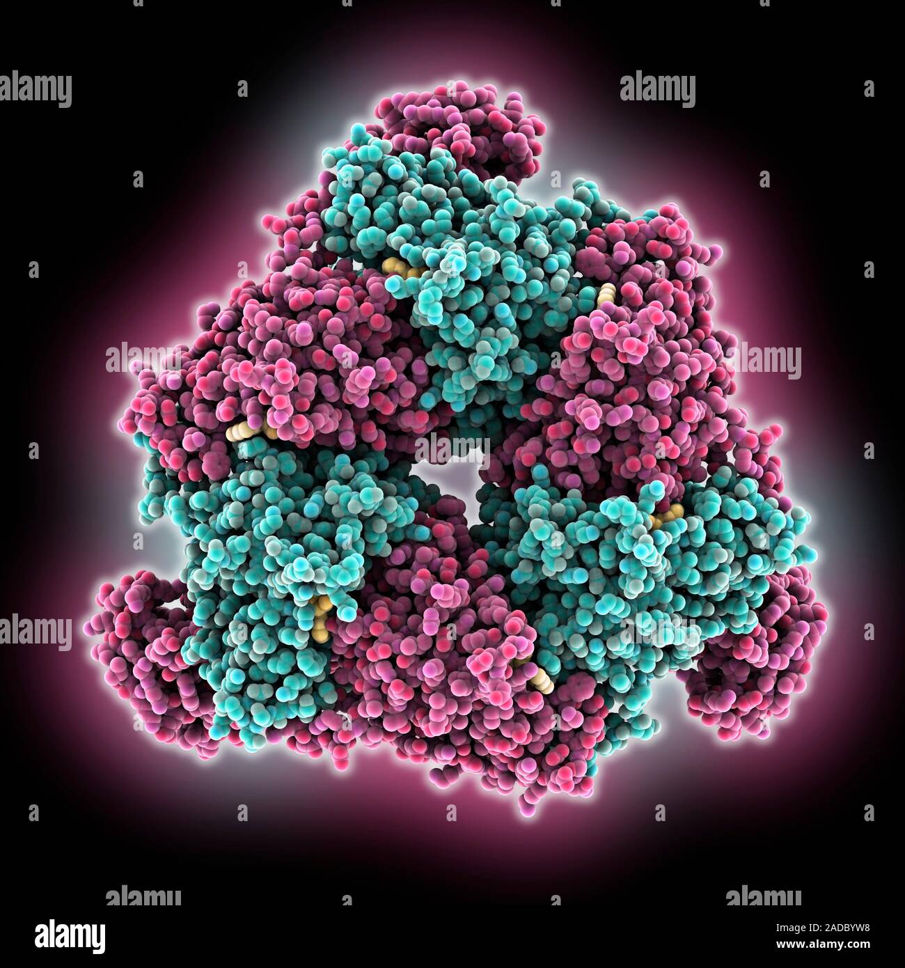 Replicative DNA (deoxyribonucleic acid) helicase molecule. Computer ...