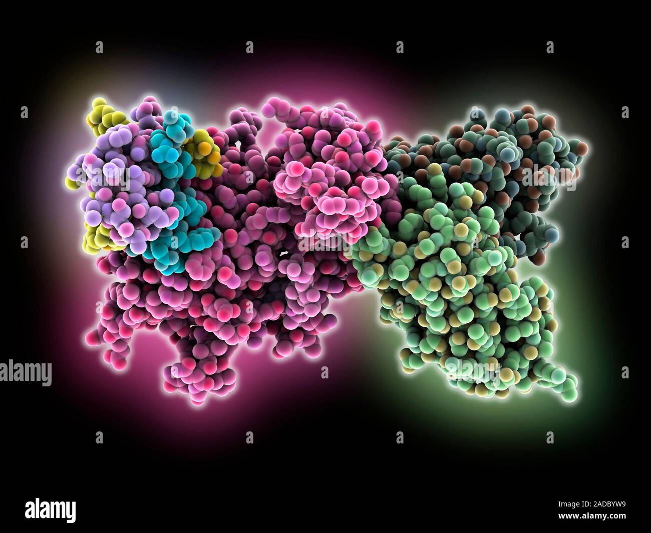Insulin complexed with receptor. Computer model showing the structure ...