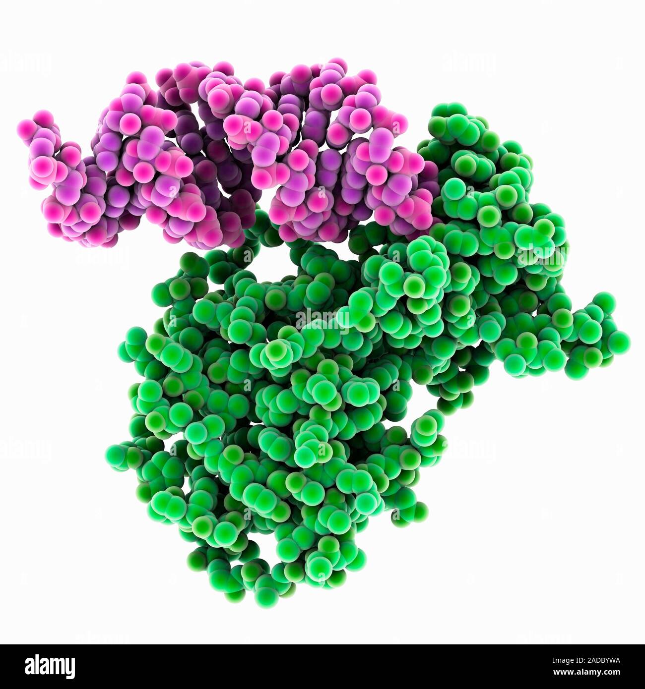 Endoribonuclease Dicer siRNA (small interfering ribonucleic acid ...
