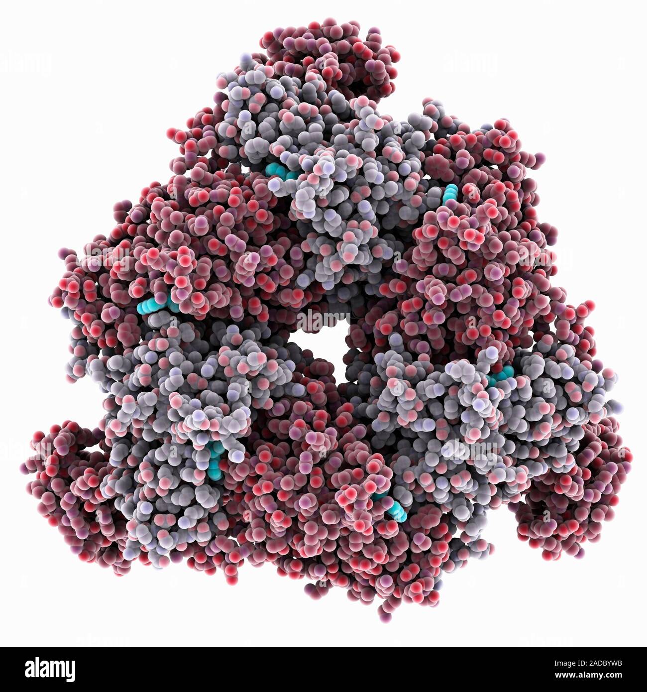 Replicative DNA (deoxyribonucleic acid) helicase molecule. Computer ...