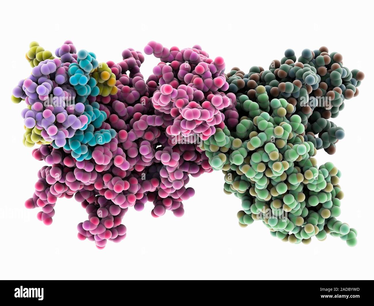 Insulin complexed with receptor. Computer model showing the structure ...