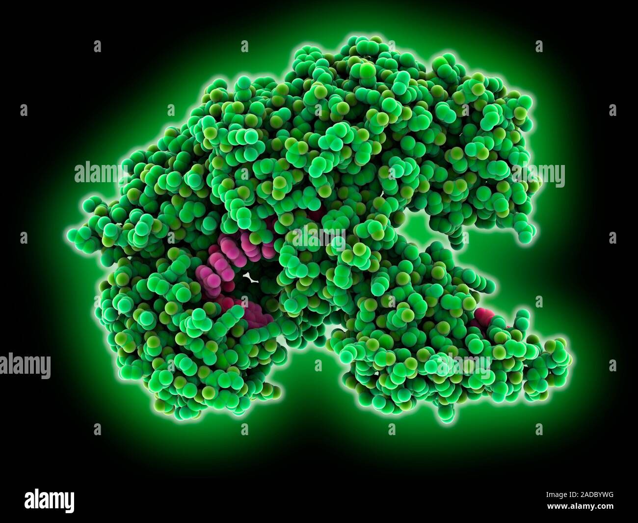 Human argonaute2 protein. Computer model showing the structure of the ...