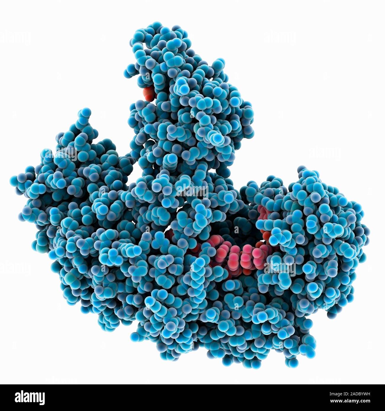 Human Argonaute2 Protein Computer Model Showing The Structure Of The