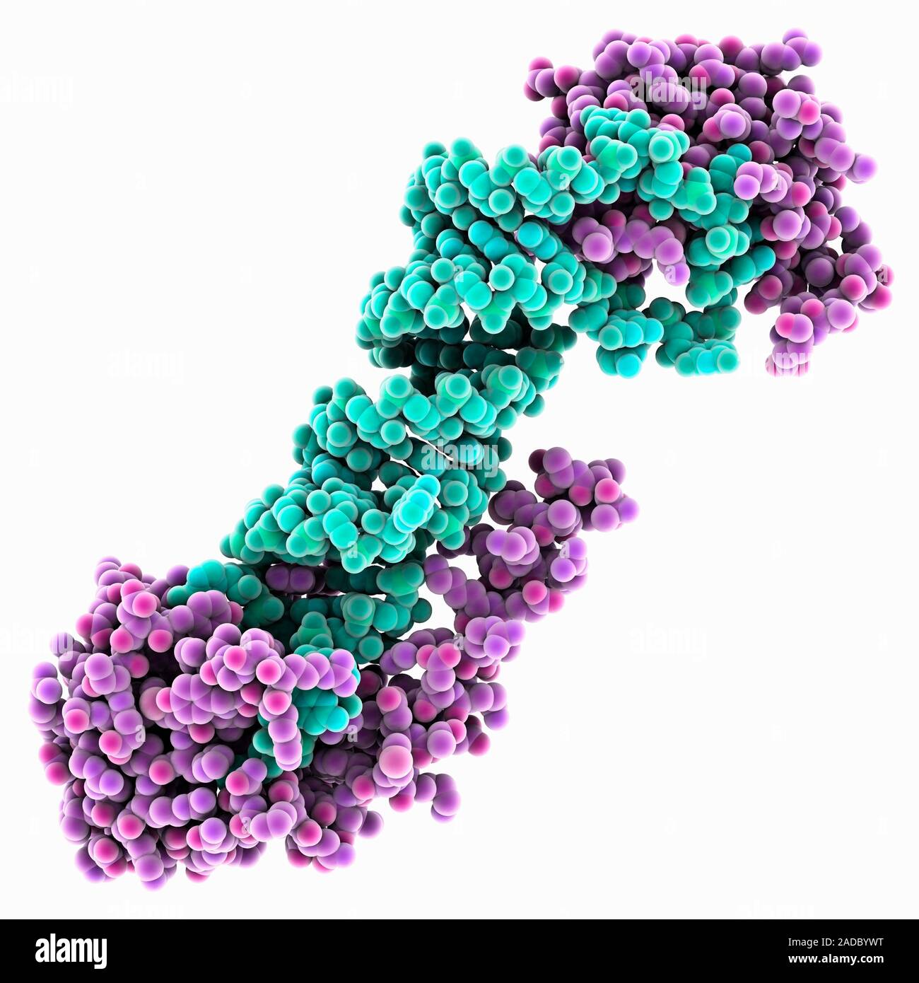 Small nucleoprotein snRNA complex. Computer model showing the structure ...