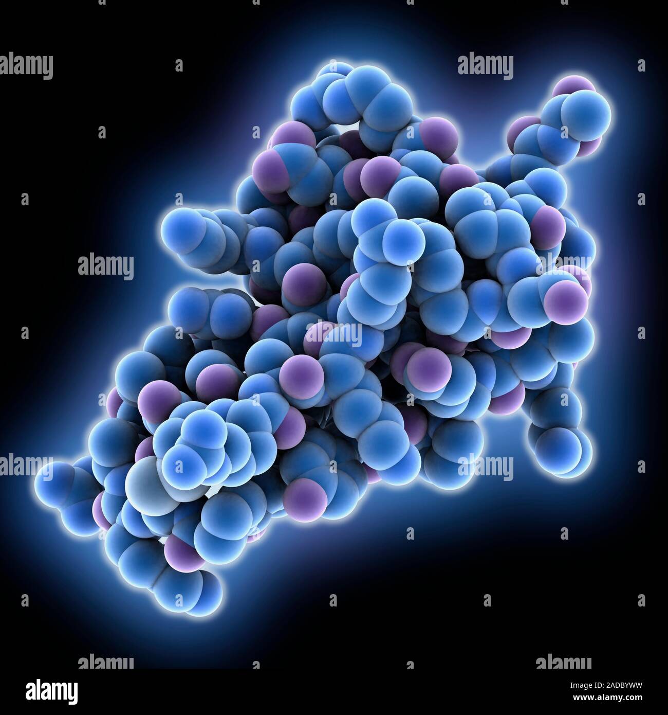 Pancreatic trypsin inhibitor molecule. Computer model showing the ...