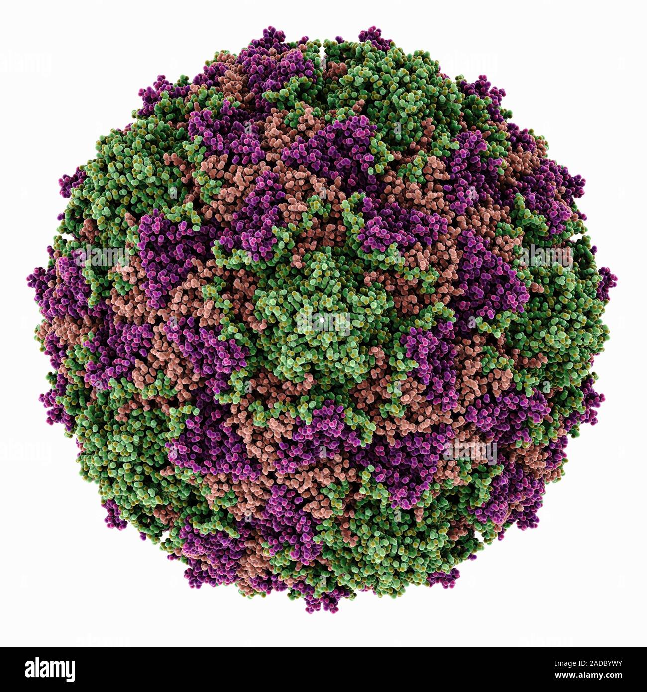 Coxsackie virus capsid. Computer model showing the structure of a ...