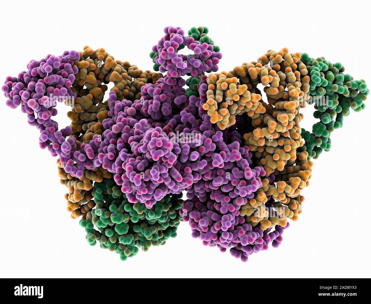 Glycyl-tRNA synthetase tRNA complex. Computer model showing the ...