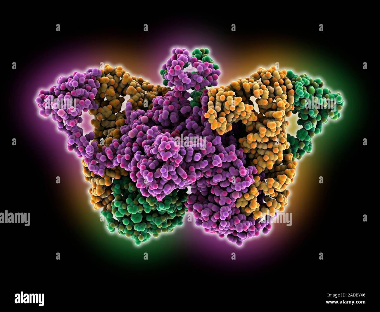 Glycyl-tRNA synthetase tRNA complex. Computer model showing the ...