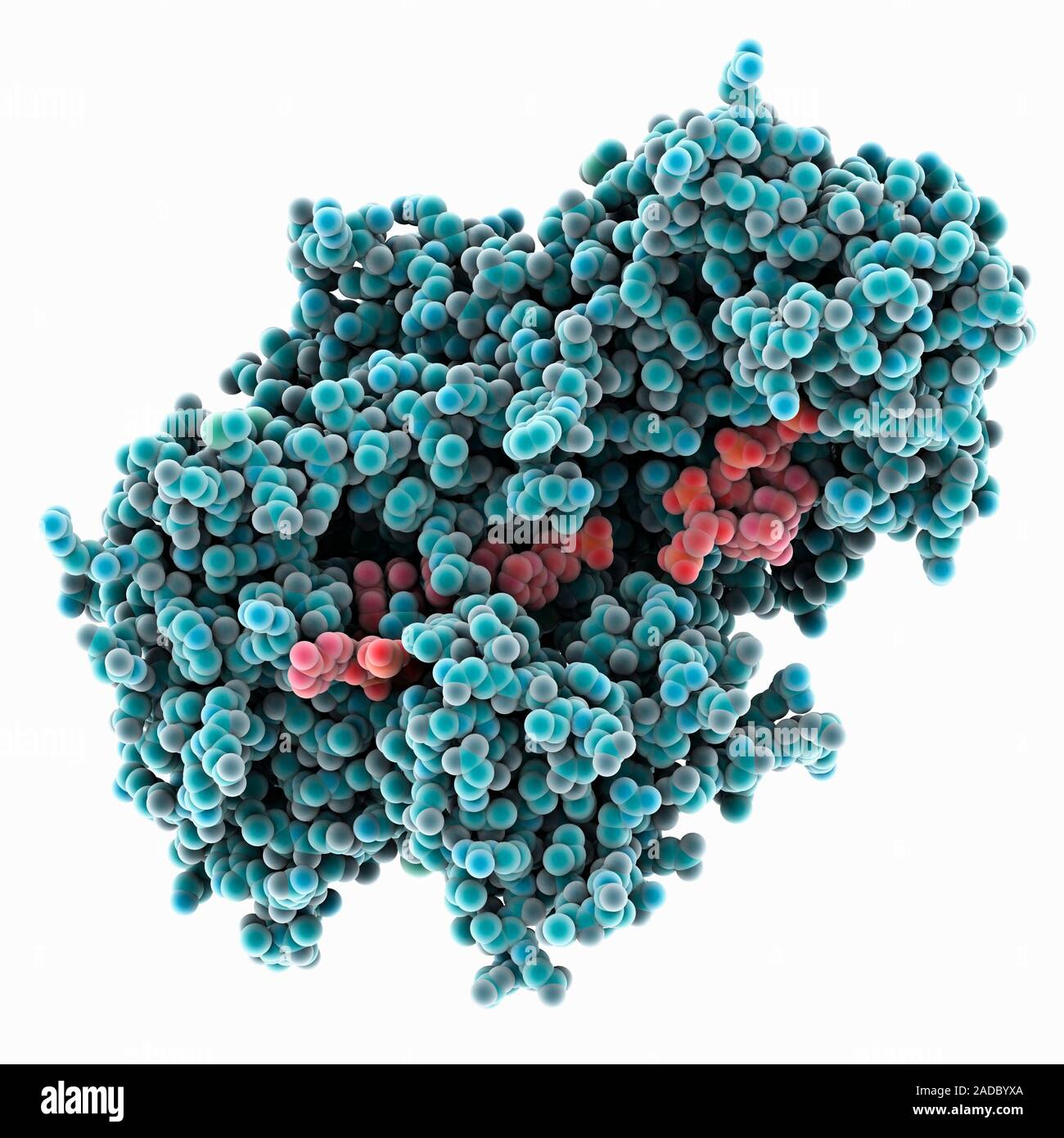 Cas3 protein complexed with viral DNA. Computer model showing CRISPR ...