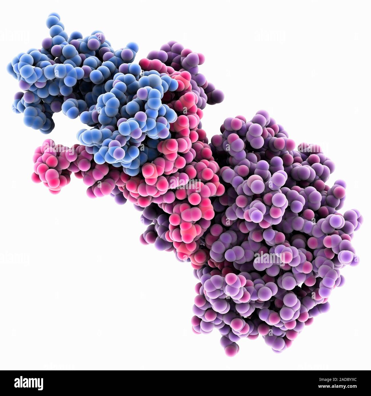 mRNA (messenger ribonucleic acid) stem-loop-binding protein complex ...
