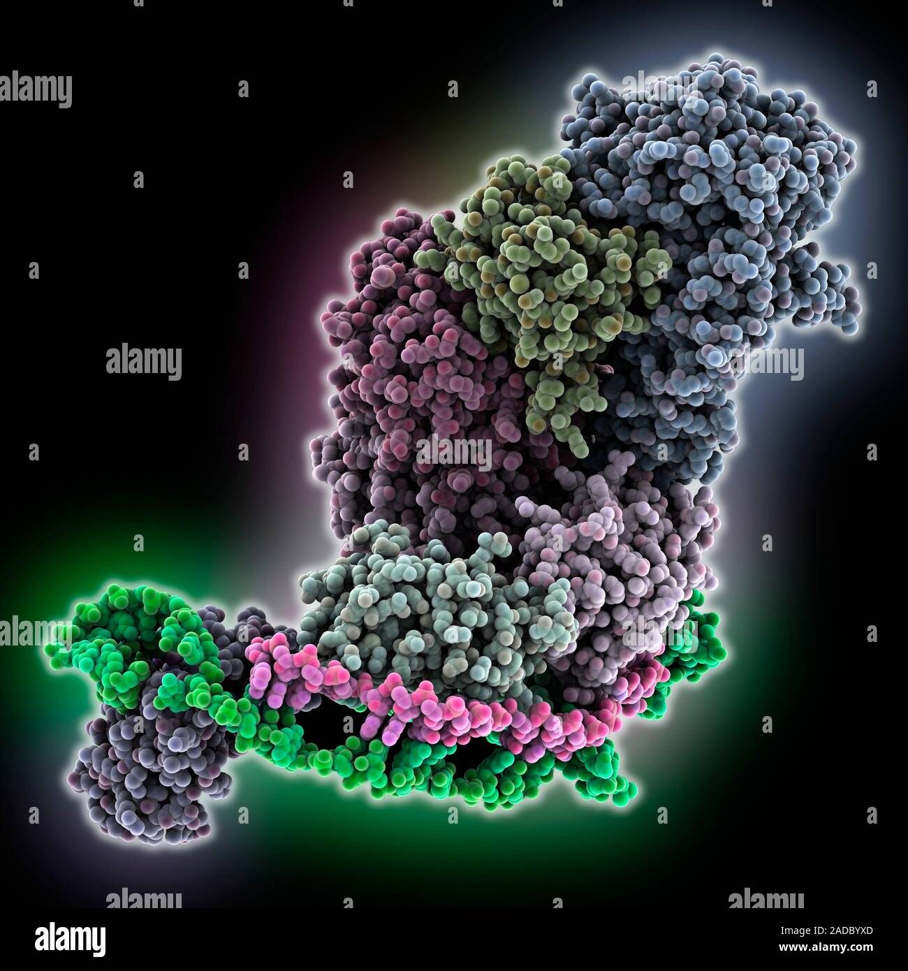 CRISPR RNA-guided surveillance complex. Computer model showing a CRISPR ...