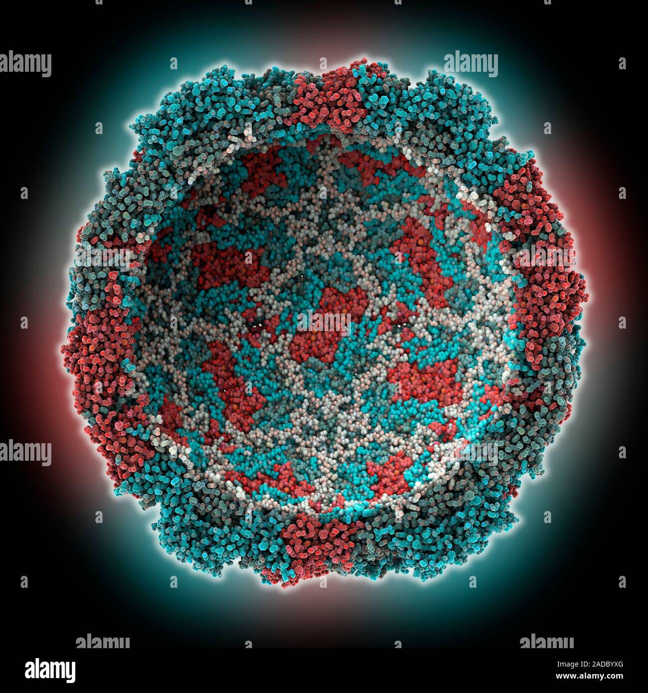 Human rhinovirus 14 capsid. Computer model of the human rhinovirus 14 ...