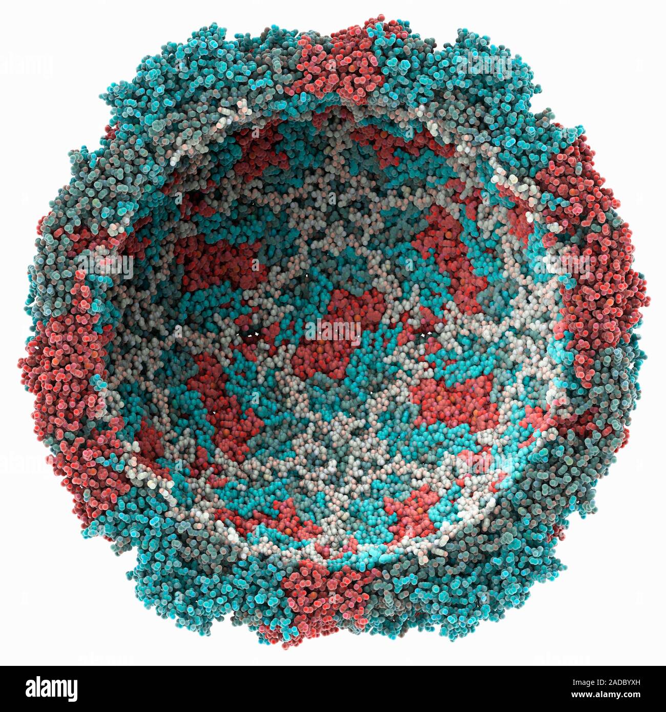 Human rhinovirus 14 capsid. Computer model of the human rhinovirus 14 capsid cut open with its ...