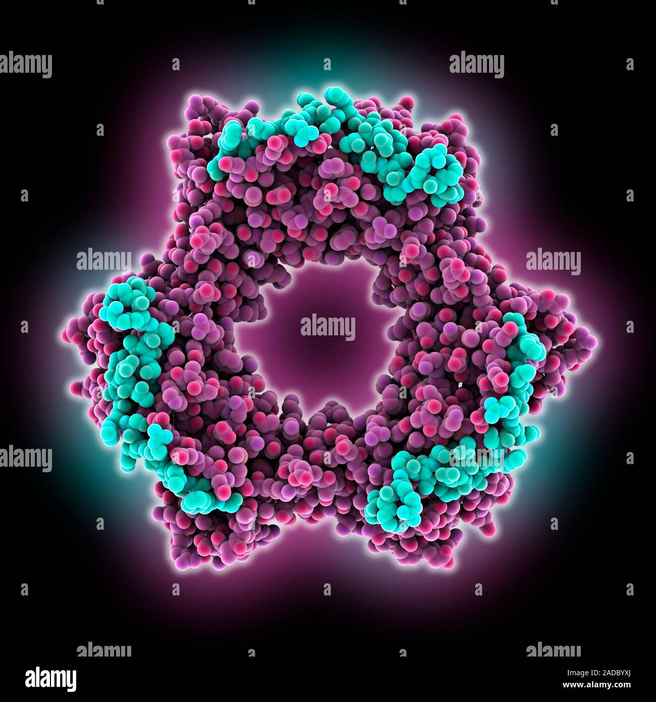 DNA (deoxyribonucleic acid) polymerase sliding clamp complex. Computer model showing the ...