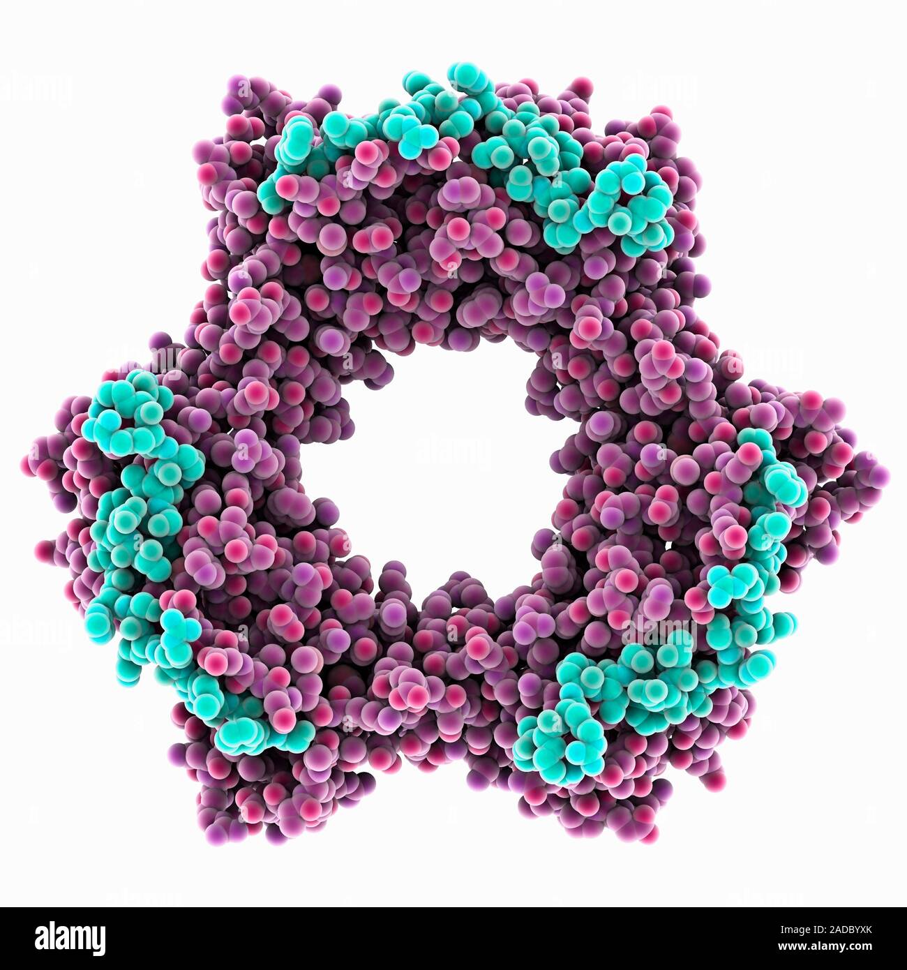 DNA (deoxyribonucleic acid) polymerase sliding clamp complex. Computer model showing the ...