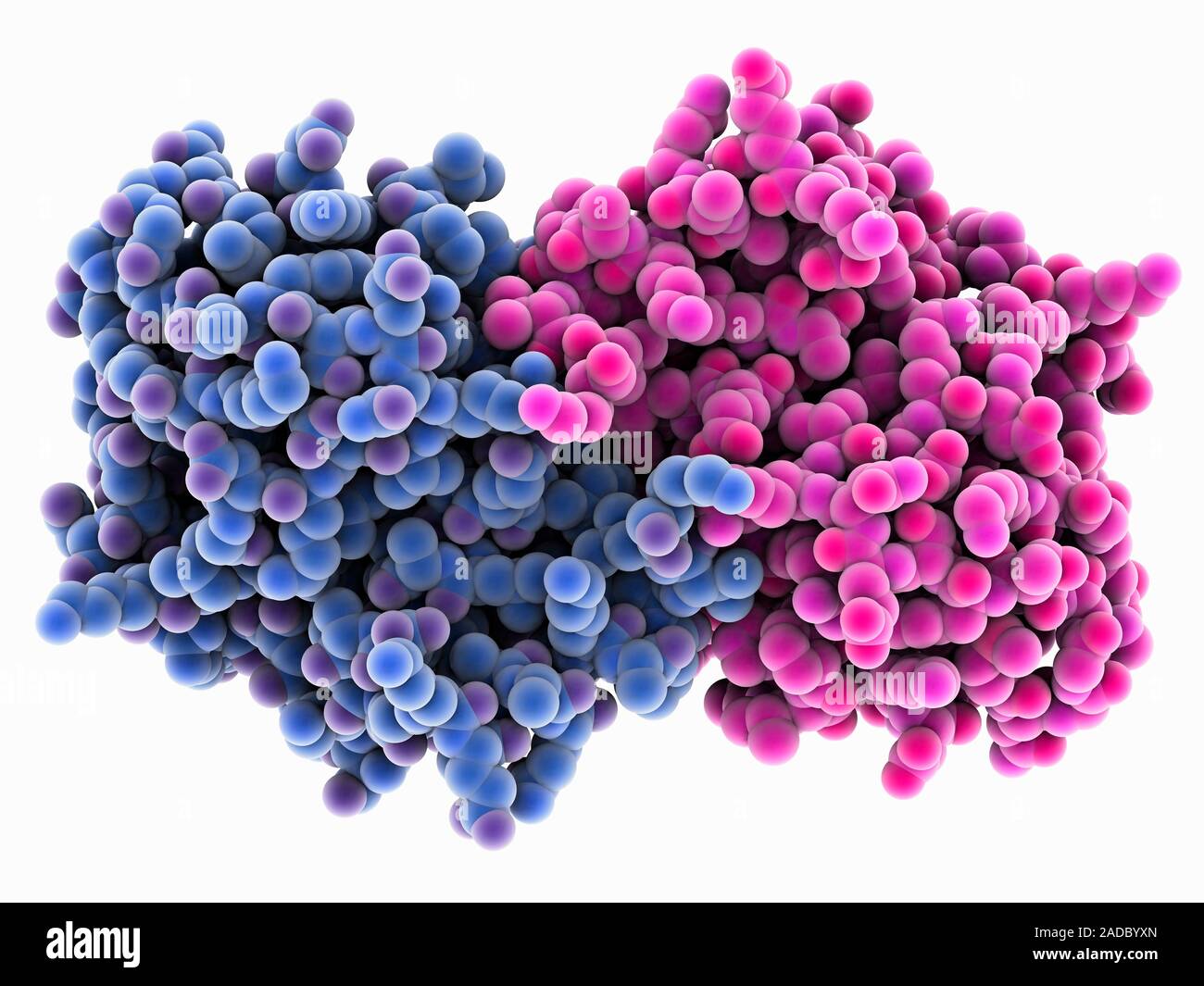Human deglycase DJ-1 protein. Computer model showing the structure of ...