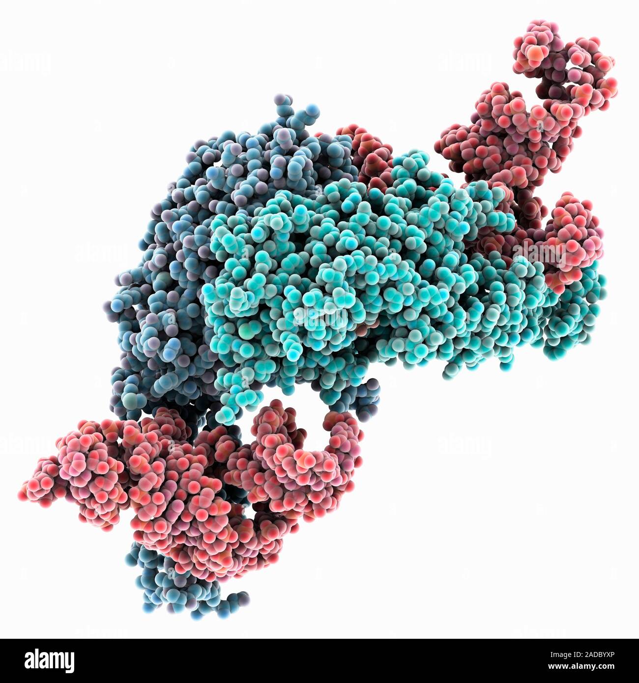 tRNA synthetase complexed with tRNA. Computer model showing the ...