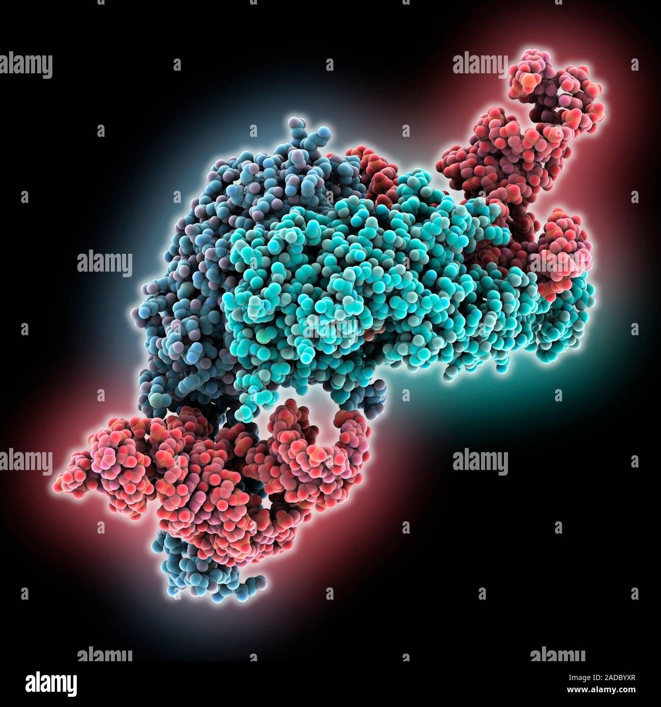tRNA synthetase complexed with tRNA. Computer model showing the ...