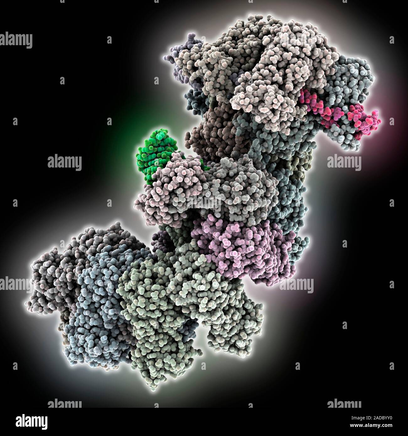 RNA-guided immune surveillance Cascade. Computer model showing CRISPR ...