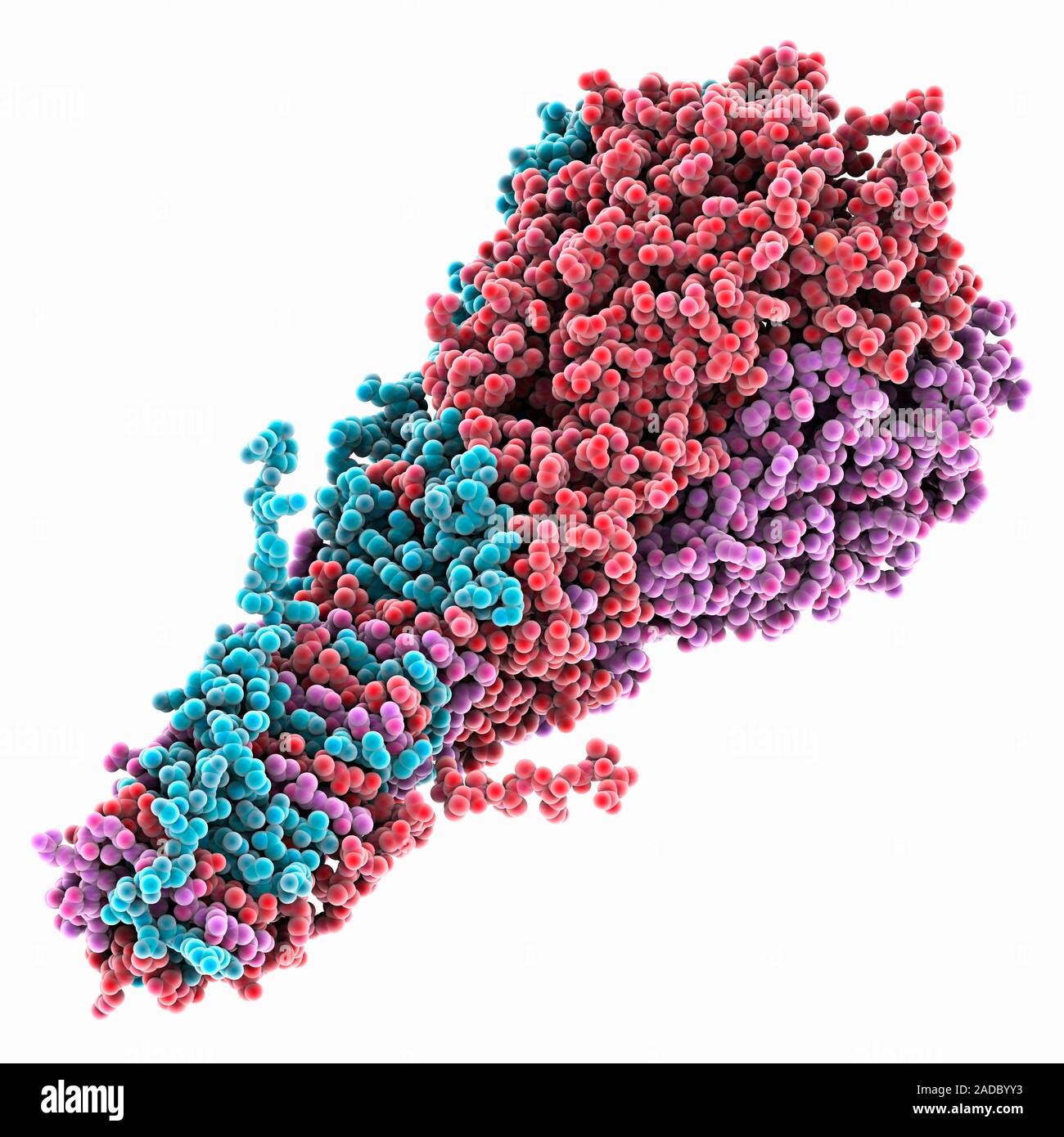 Bacterial secretion system needle tip. Computer model showing the ...