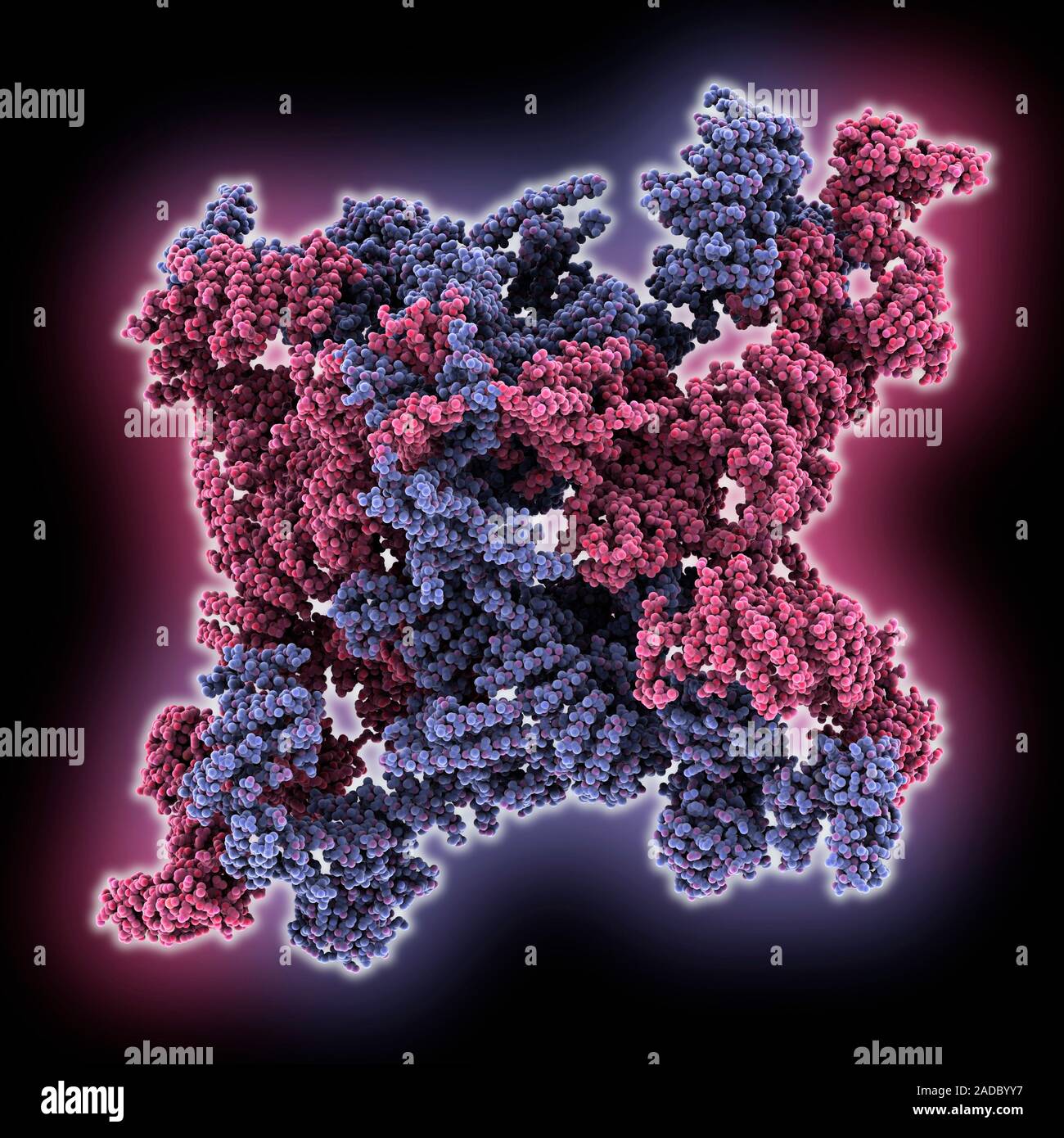 Ryanodine receptor molecule. Computer model showing the structure of ...
