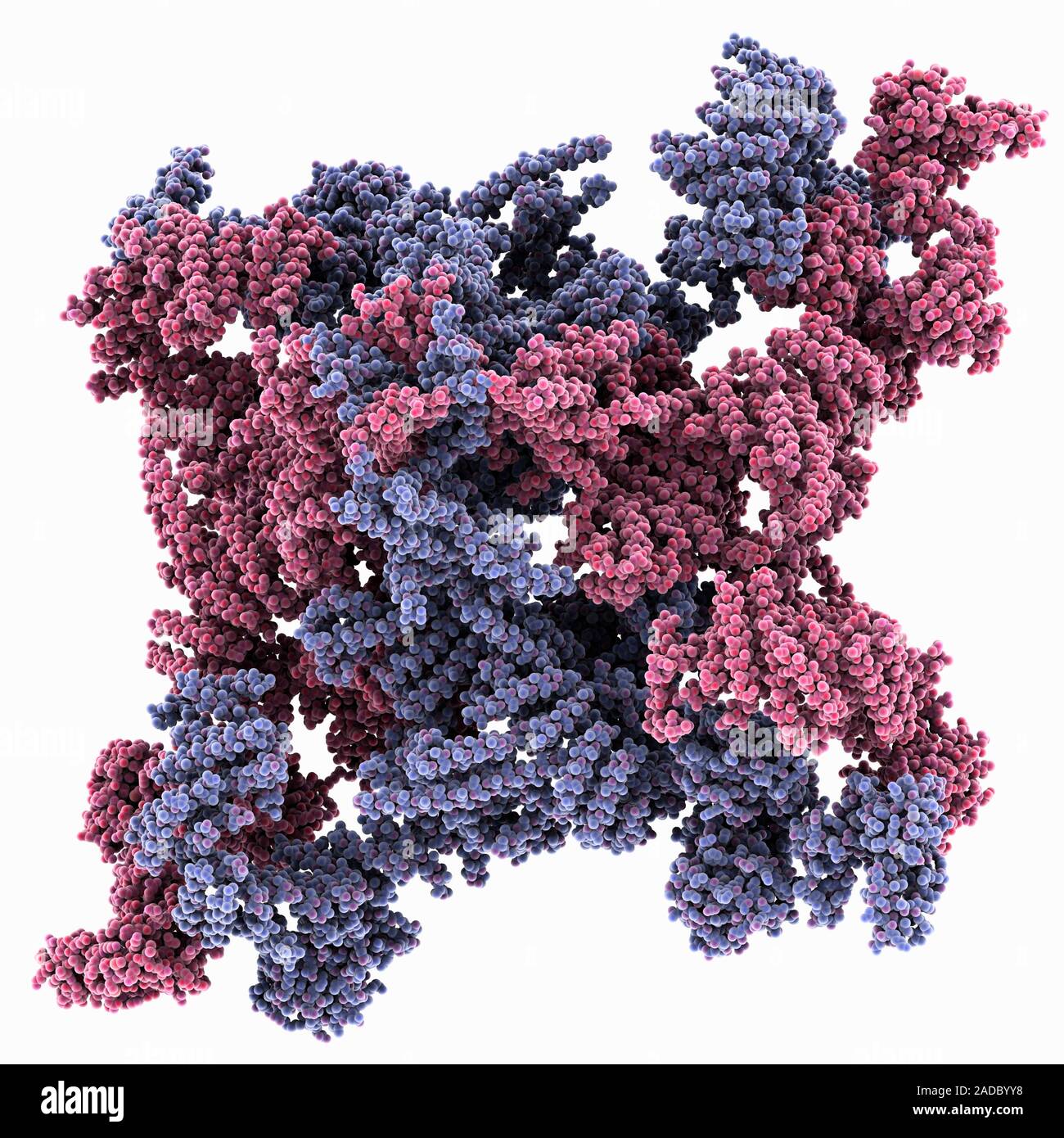 Ryanodine receptor molecule. Computer model showing the structure of ...
