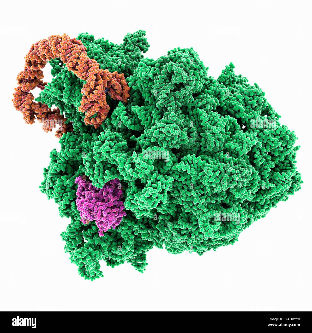 Ribosomal RNA (ribonucleic acid) complex. Computer model showing a ...
