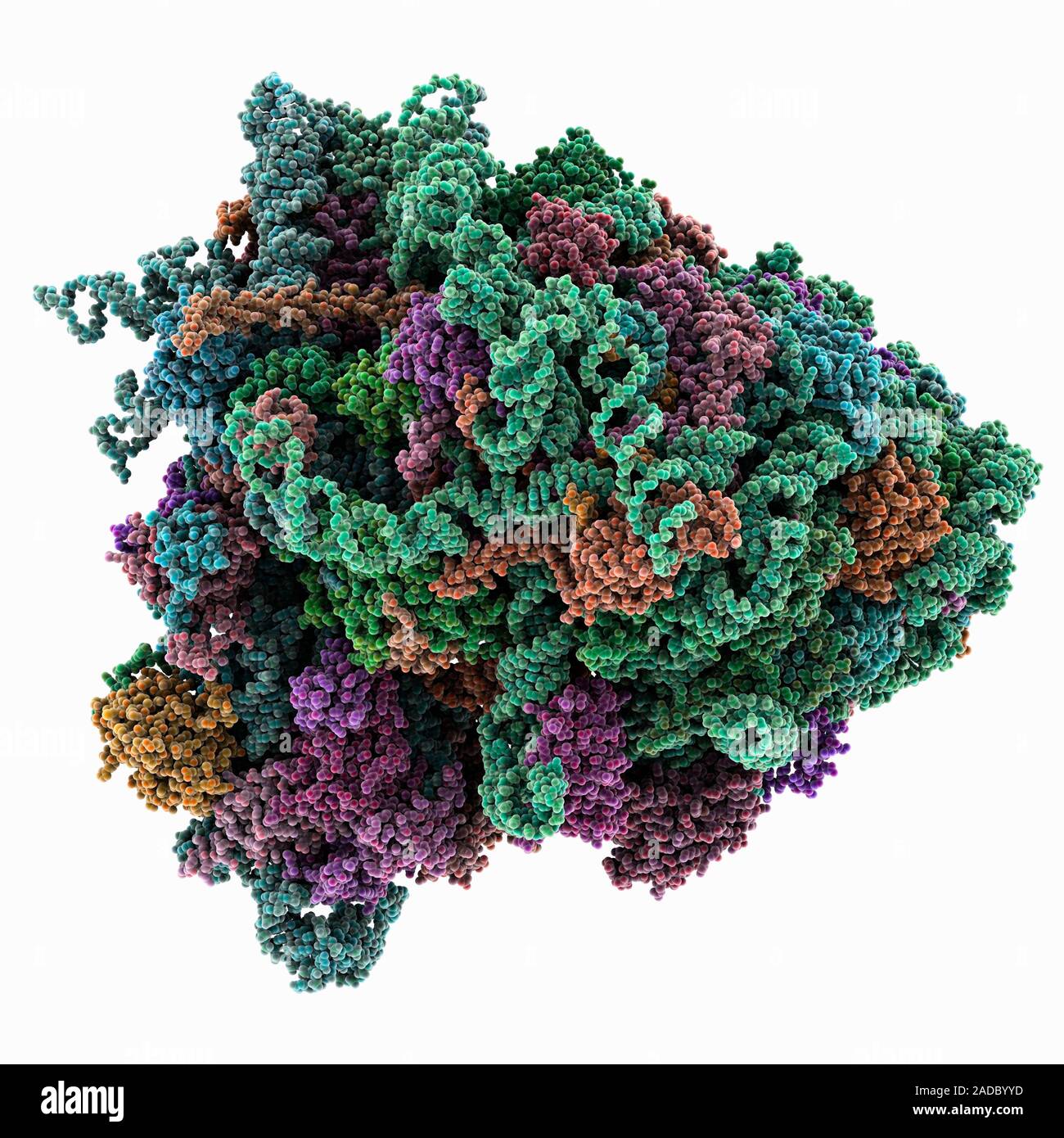 Fly 80S ribosome molecule. Computer model showing the 80S ribosome ...