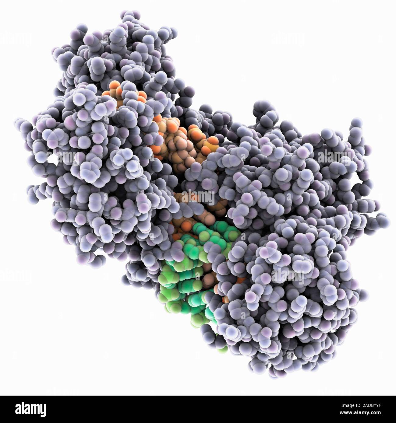 Argonaute-2 RNA (ribonucleic acid) complex. Computer model showing the ...
