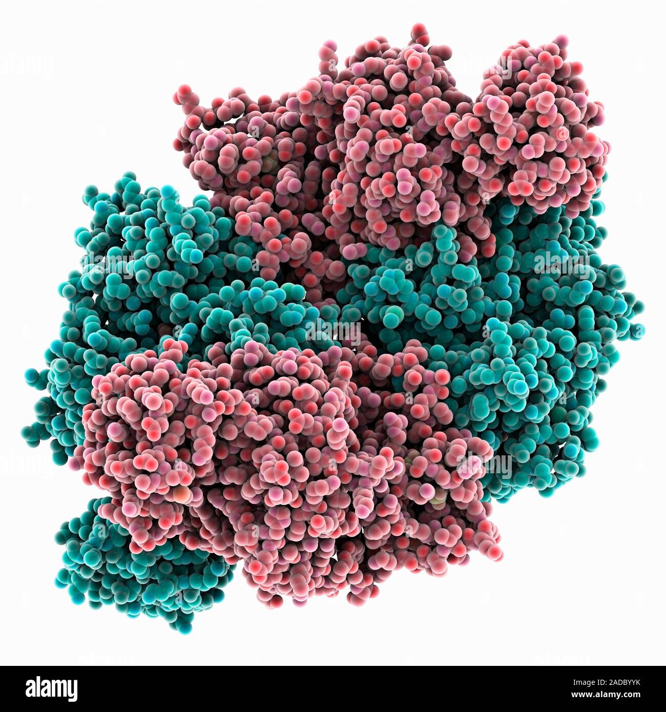 Human pyruvate kinase M2 molecule. Computer model showing the structure ...