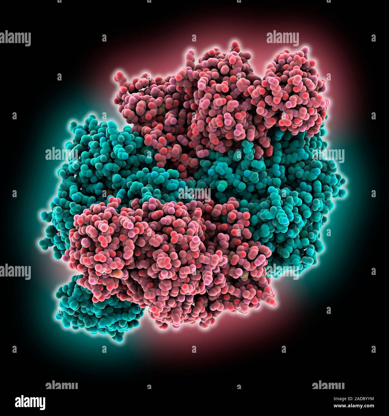 Human pyruvate kinase M2 molecule. Computer model showing the structure ...