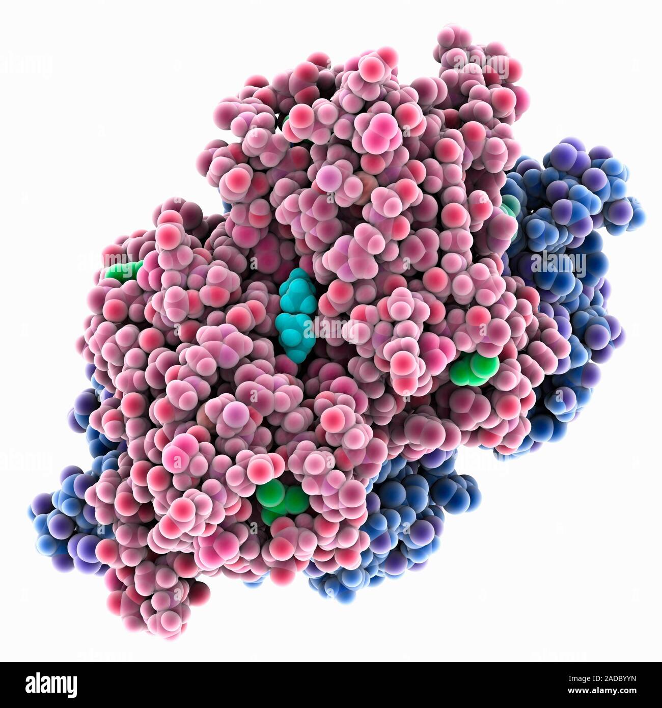 Human Transthyretin Molecule Computer Model Showing The Structure Of Human Transthyretin