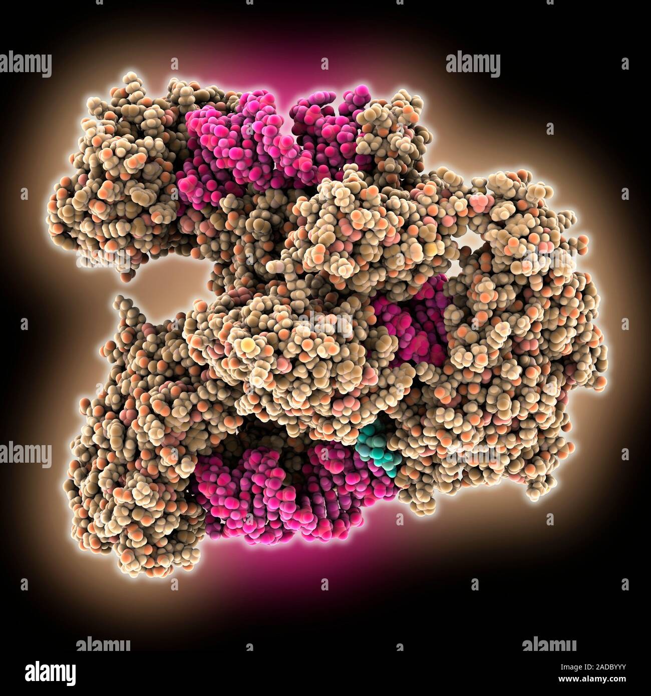 CCA-adding enzyme tRNA/RNA complex. Computer model showing the ...
