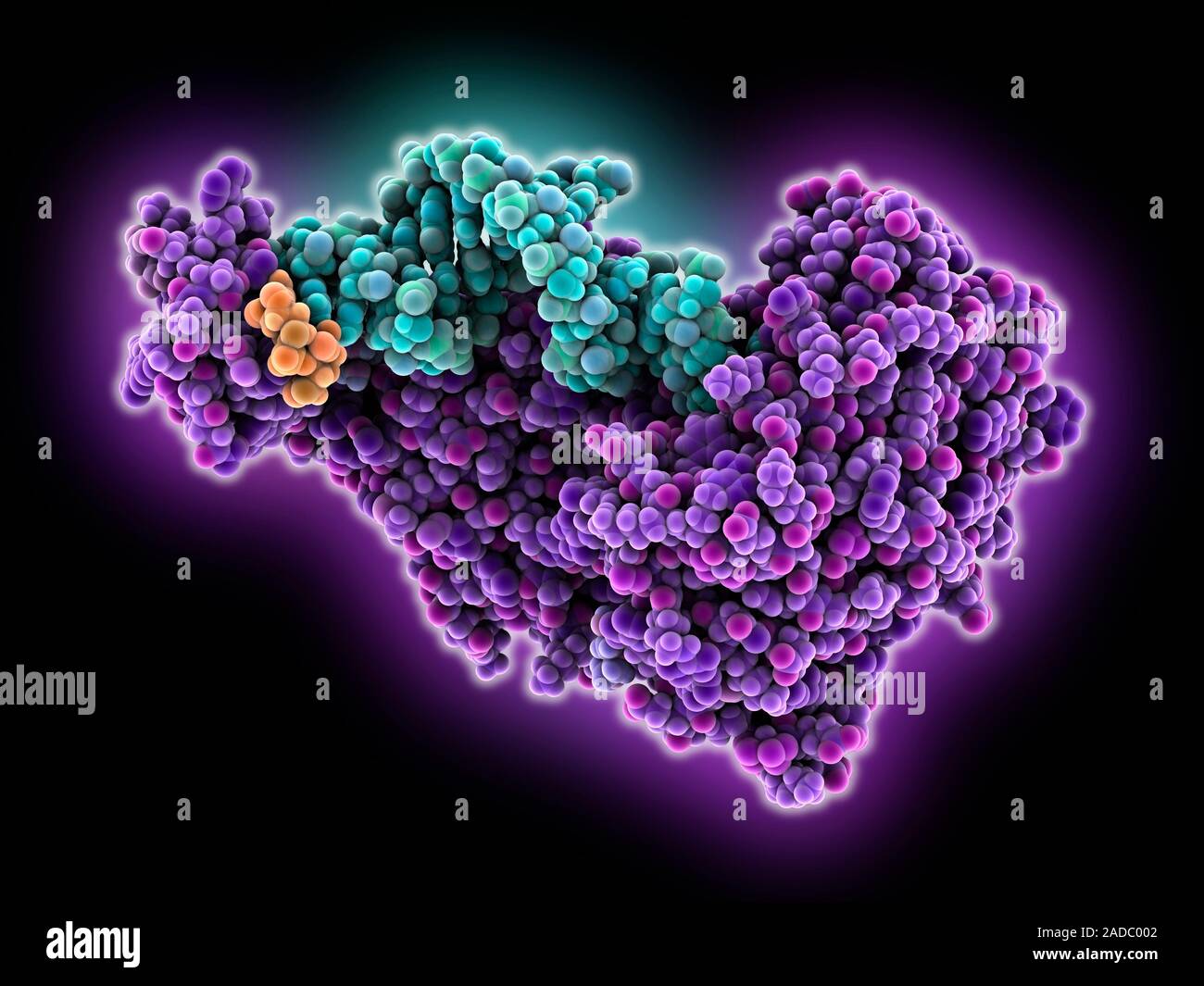 CCA-adding enzyme tRNA/RNA complex. Computer model showing the CCA ...