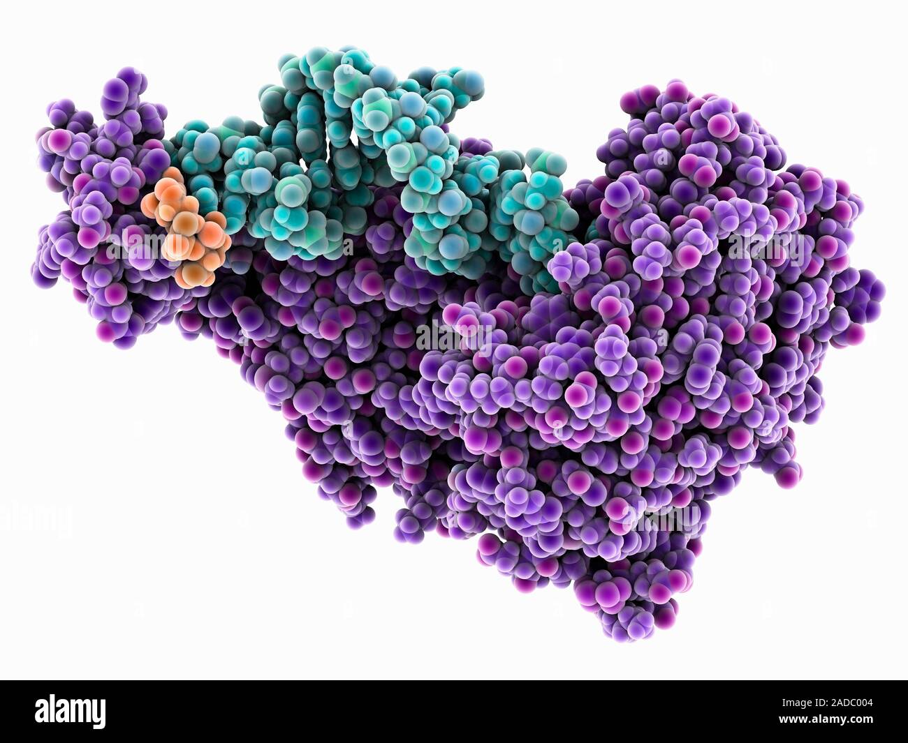 CCA-adding enzyme tRNA/RNA complex. Computer model showing the CCA ...